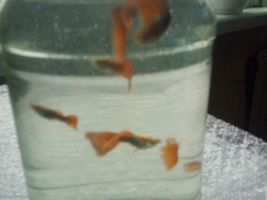 Отдам даром рыбок