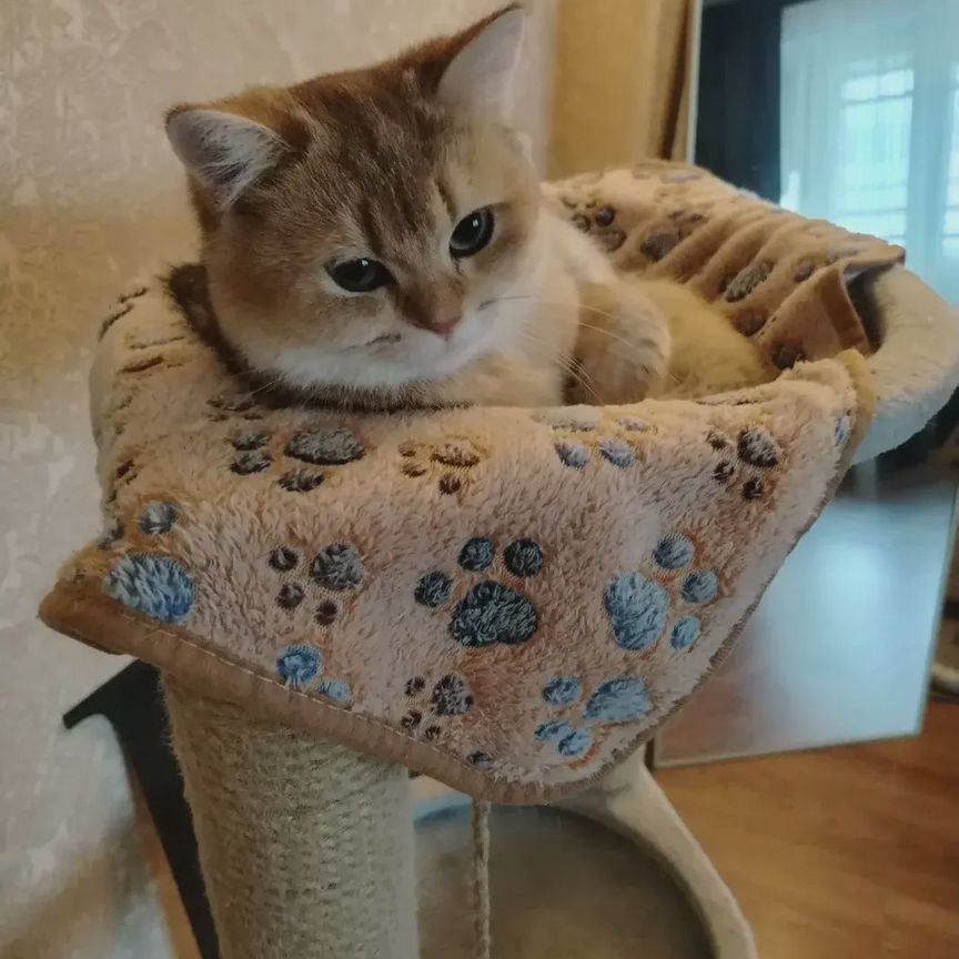 Шотландский прямоухий короткошёрстный котёнок