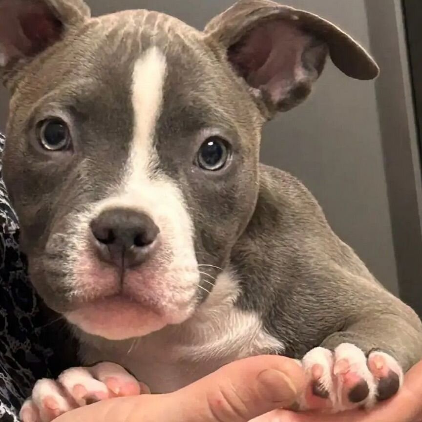 Американский булли, щенок