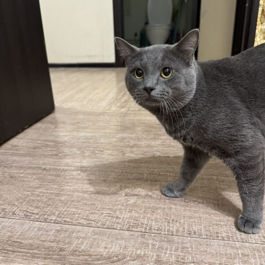 Отдам кота в добрые руки бесплатно