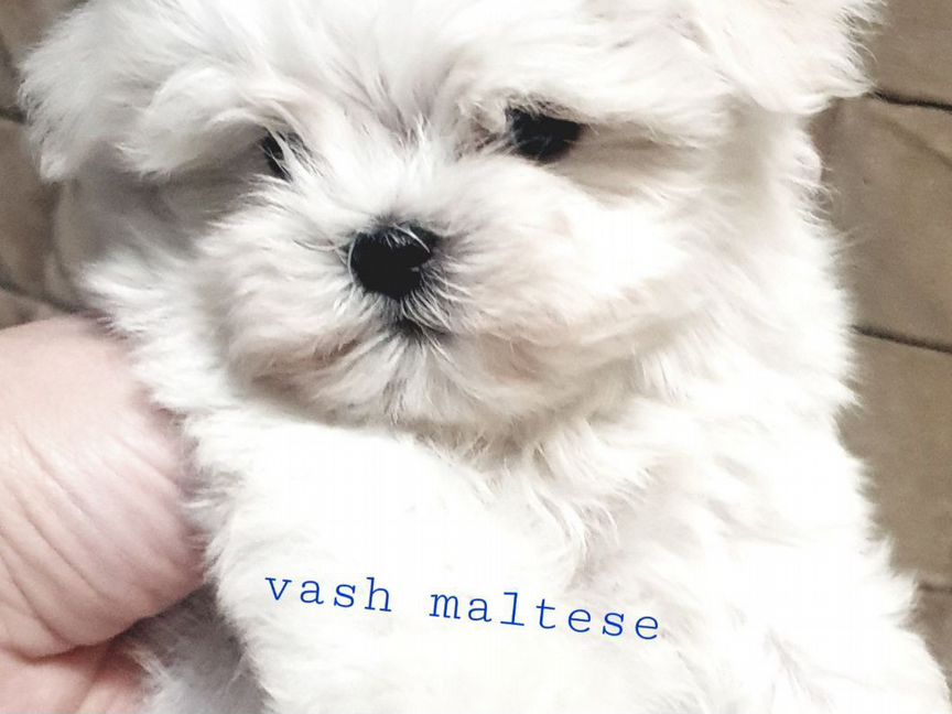 Мальтийская болонка (мальтез) девочка