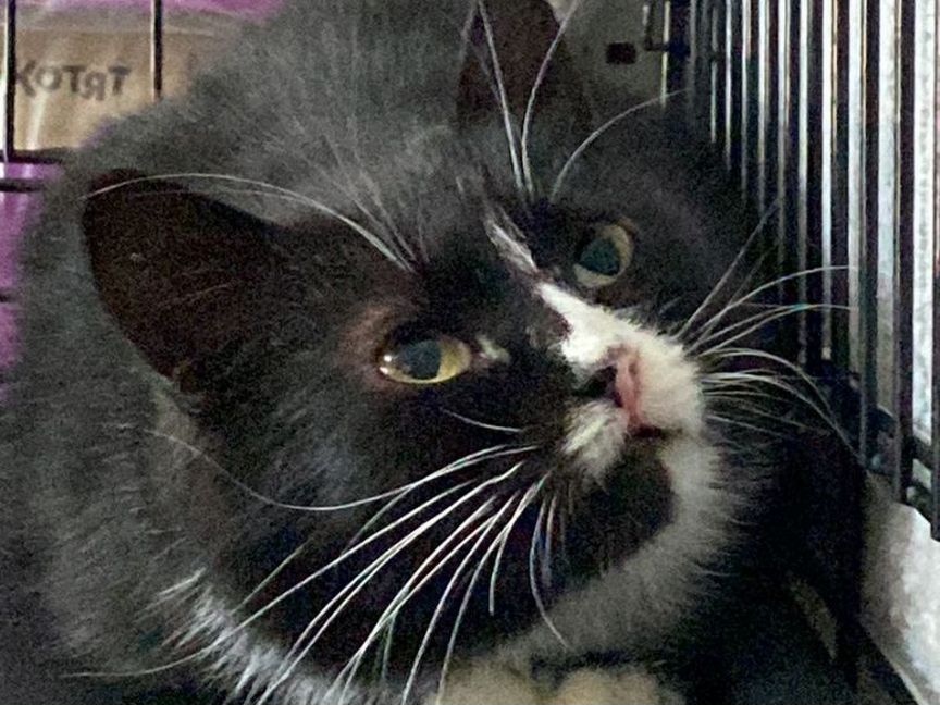 Кошка юная в добрые руки