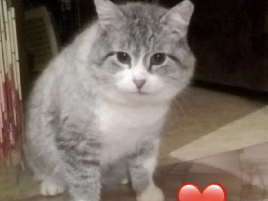 Кота должно быть много)