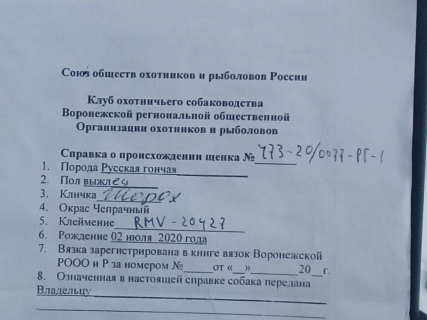 Продам щенков от рабочих родителей Русская гончая