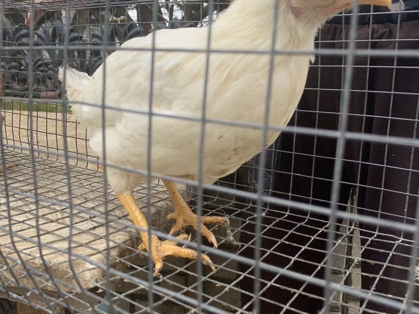 Куры минорка