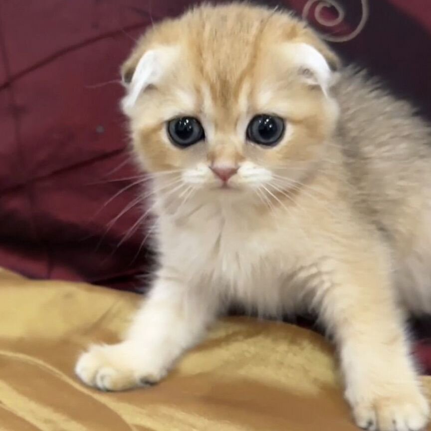 Шотландские вислоухие котята золотая шиншилла