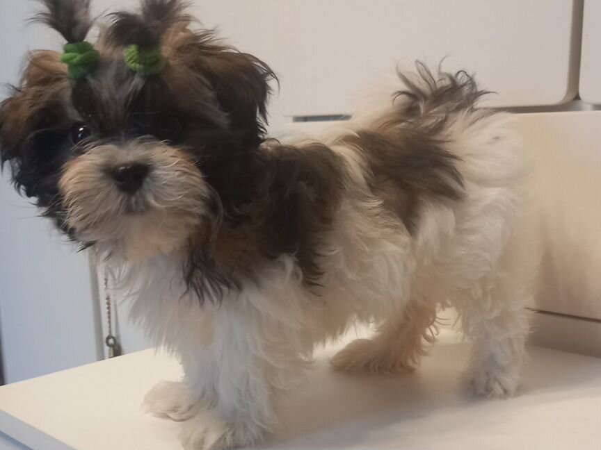 Эксклюзивная девочка мальтиши