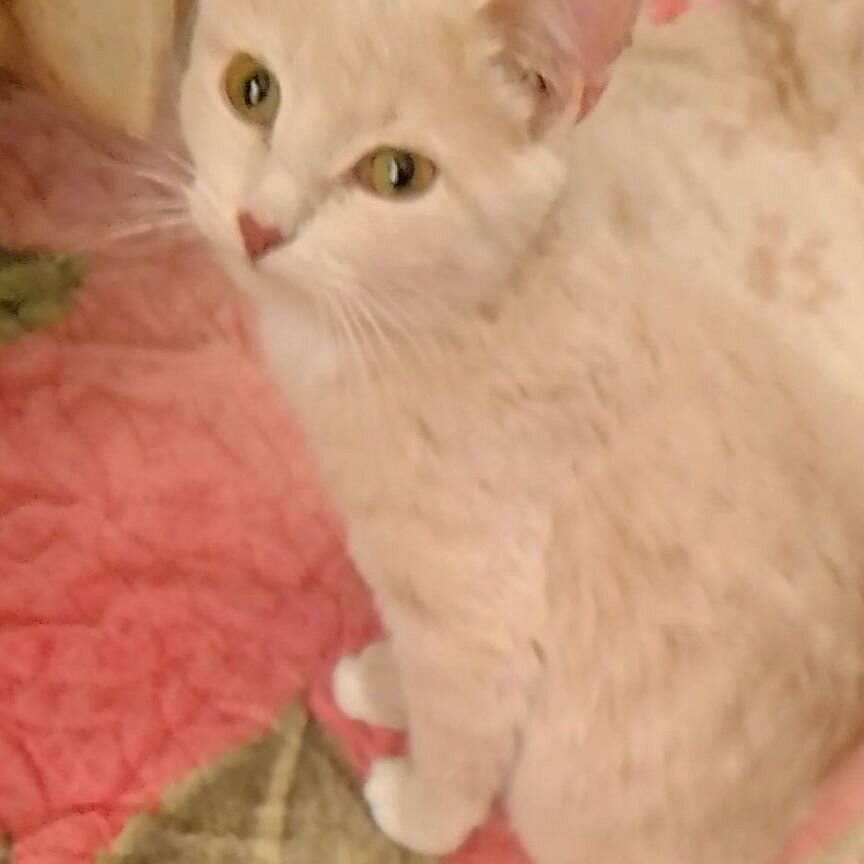Котенок кошечка в добрые ручки