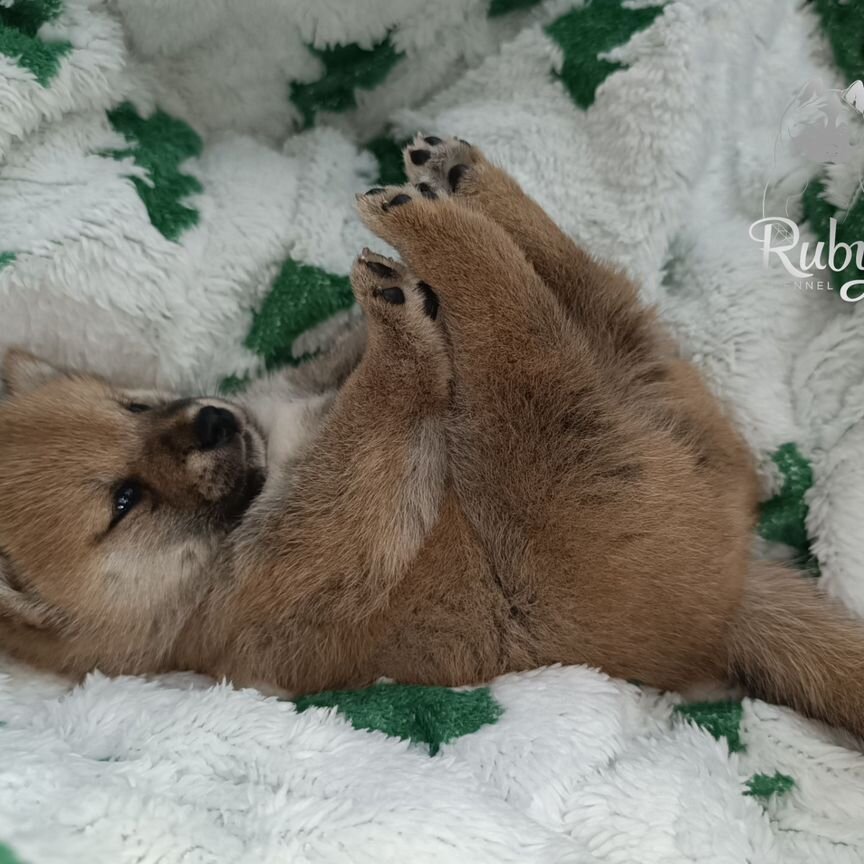 Сиба-ину, щенок