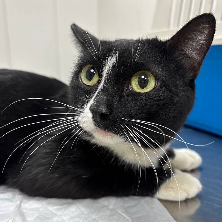 Взрослый кот в добрые руки