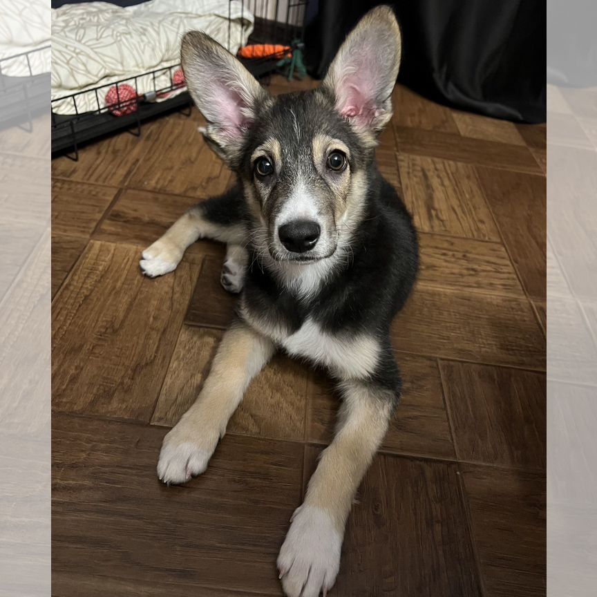 Щенок в добрые руки