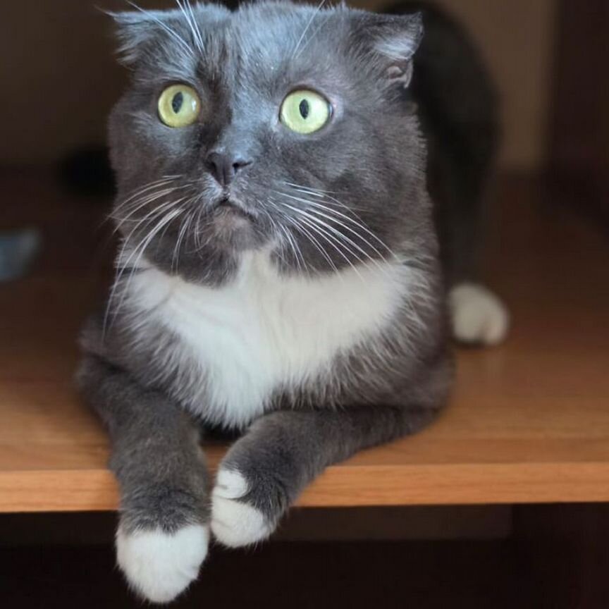 Вислоухий котик в добрые руки бесплатно