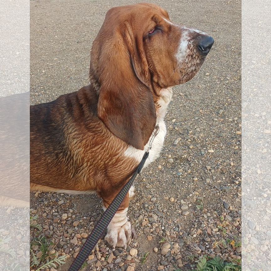 Бассет-хаунд, взрослая собака