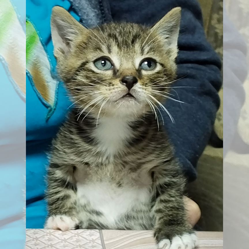 Котёнок в добрые руки