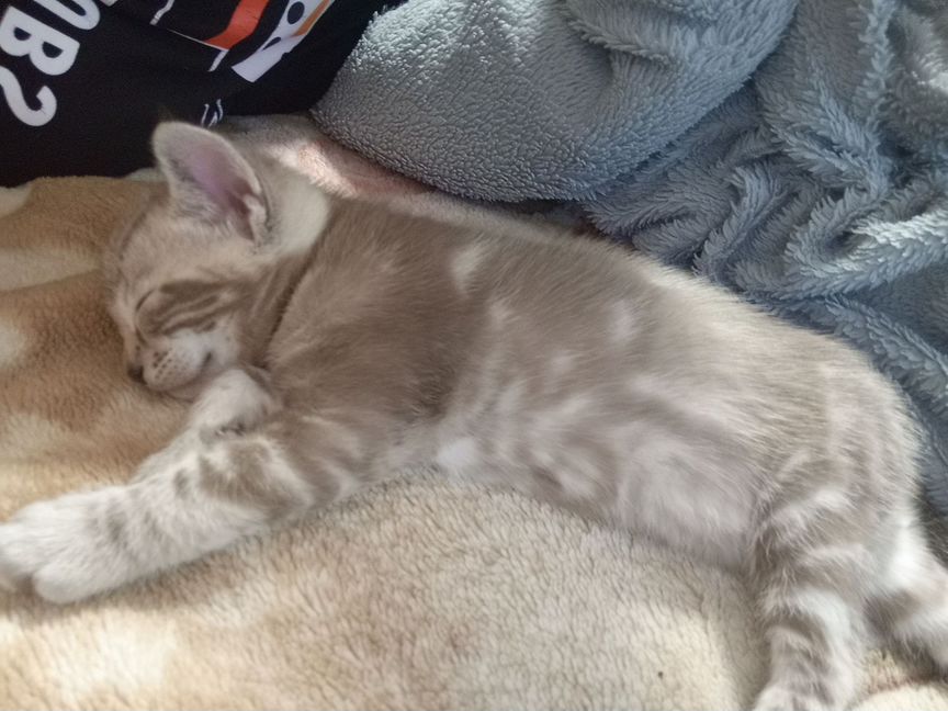 Кошка