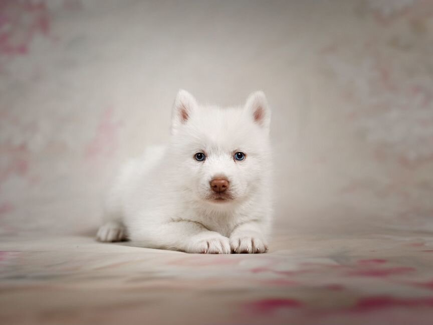 Щенки помски #4