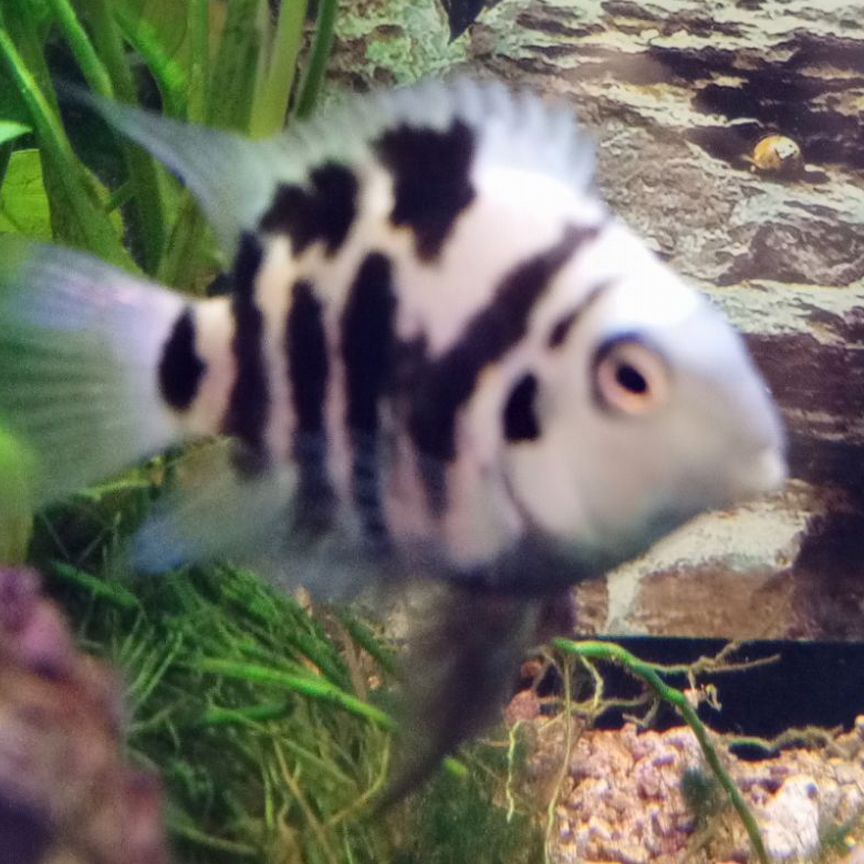 Аквариумные рыбки попугай