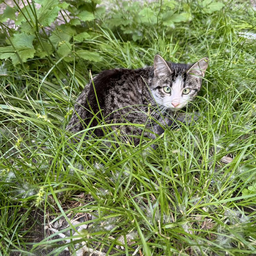 Котята ищут дом