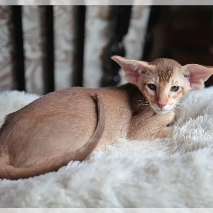 Ориентальный котёнок