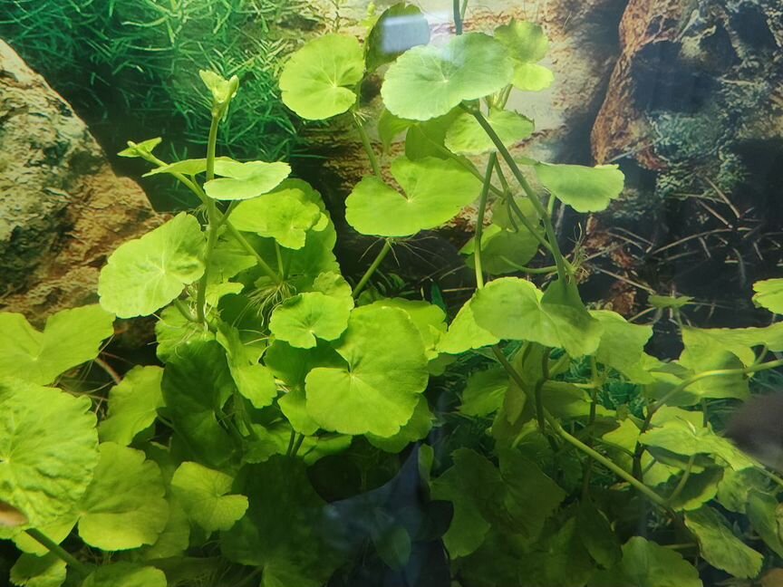 Аквариумное растение Гидрокотила (щитолистник)