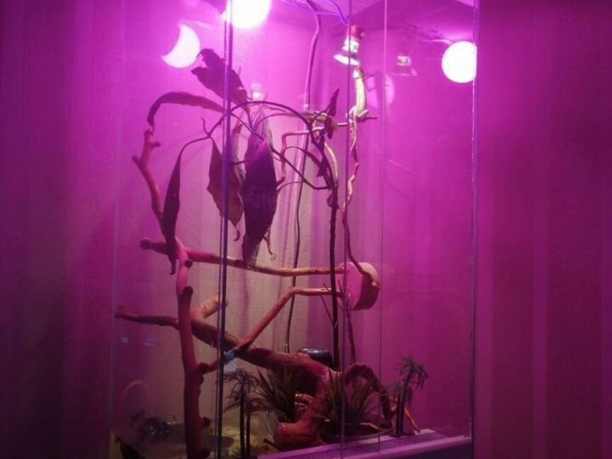 Террариум вертикалтный