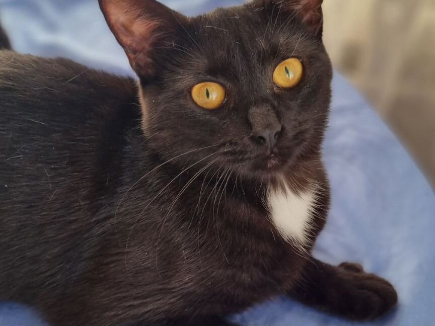 Котенок черный Честер 6 месяцев