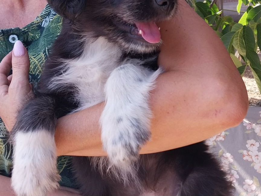 Щенки в добрые руки