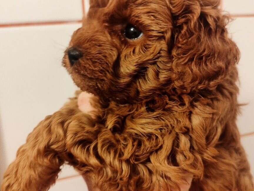 Той/Миниатюрный пудель красные