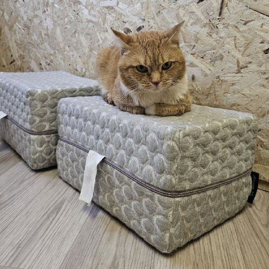 Томас ищет дом
