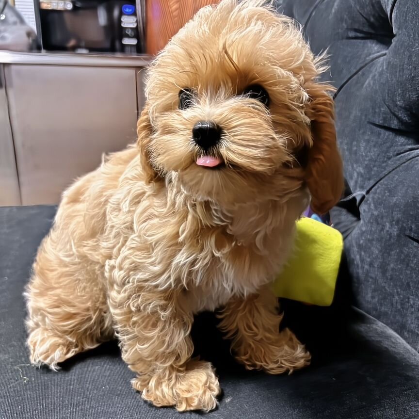 Мальтипу, щенок