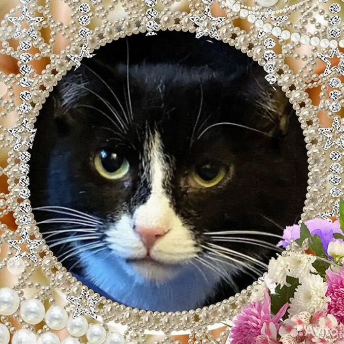 Замечательная ласковая кошечка Душенька ищет дом