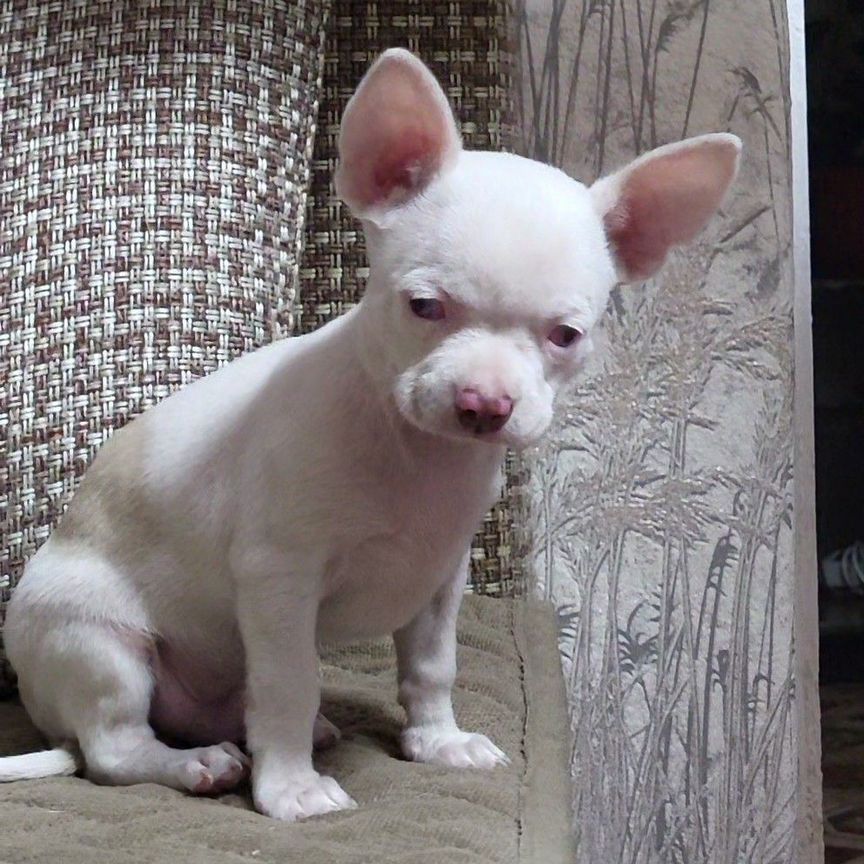 Щеночки чихуахуа