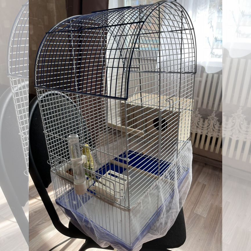 Волнистый попугай девочка с клеткой