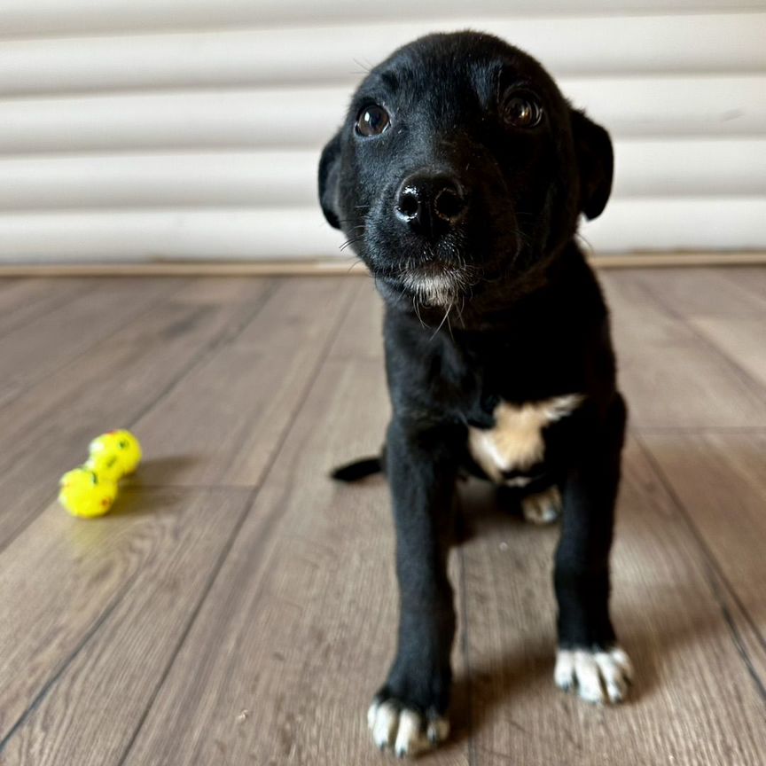 Щенок в добрые руки