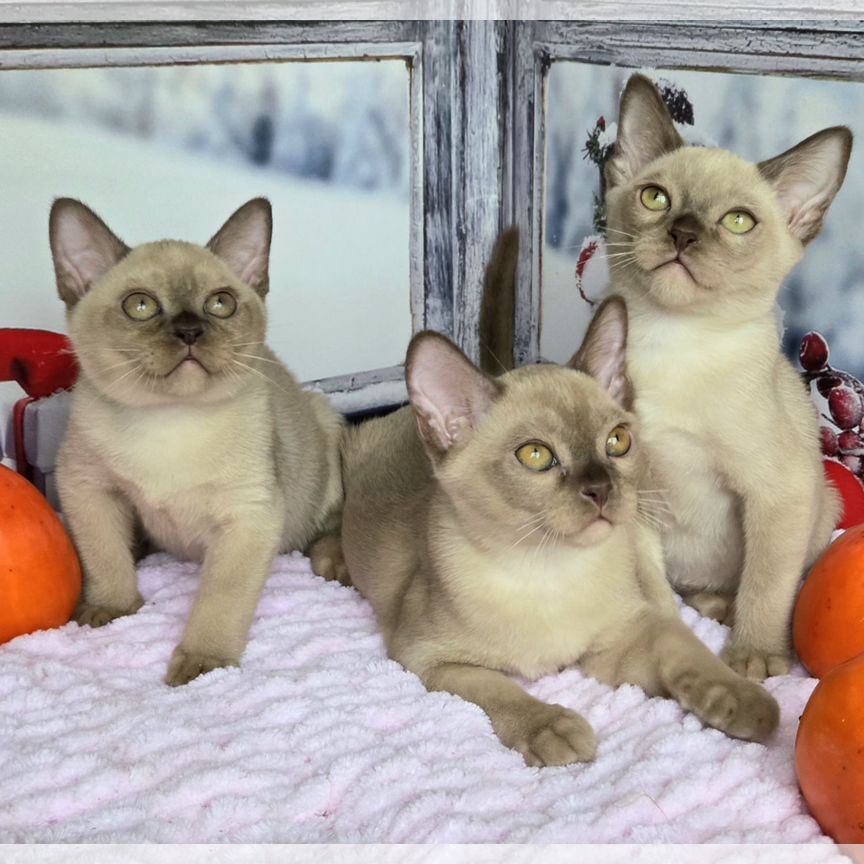 Европейский бурманский котёнок