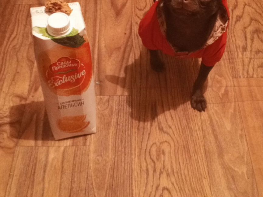 Чихуахуа мини горький шоколад