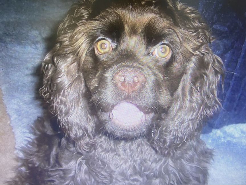 Американский Кокер спаниель