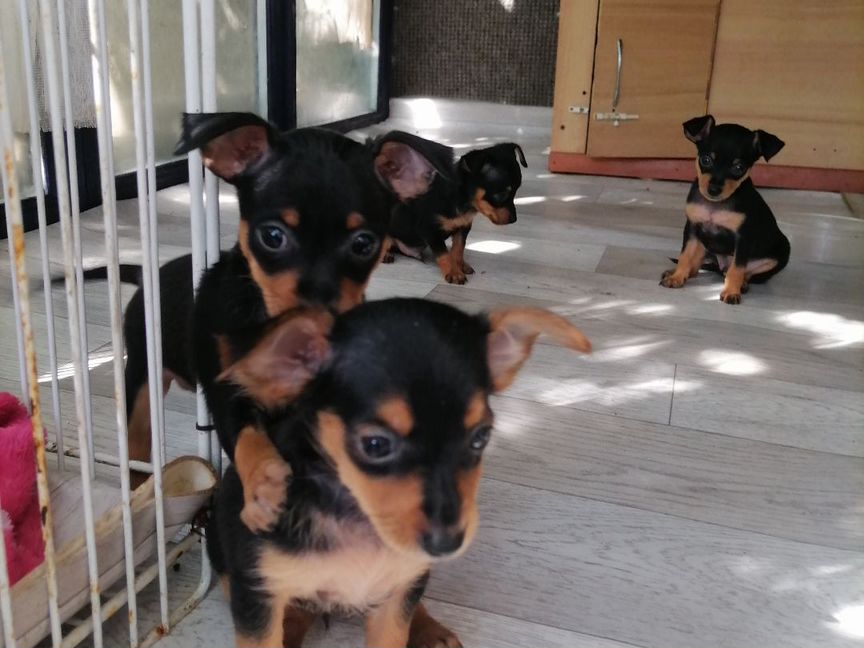 Русский той-терьер