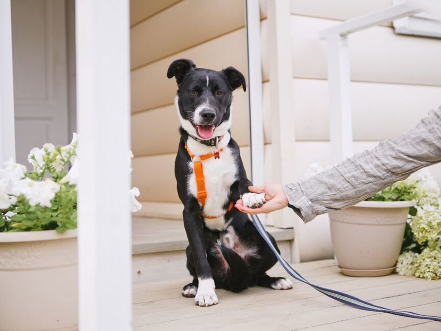 Щенок метис в добрые руки