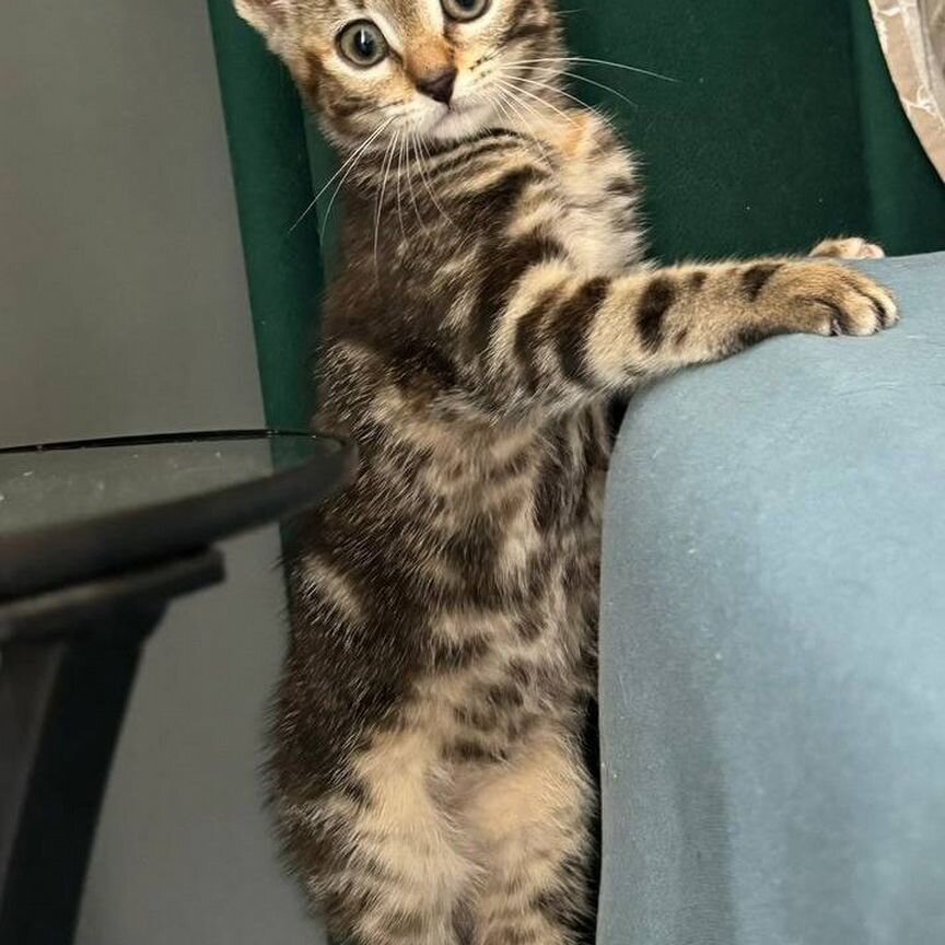Кошка бесплатно