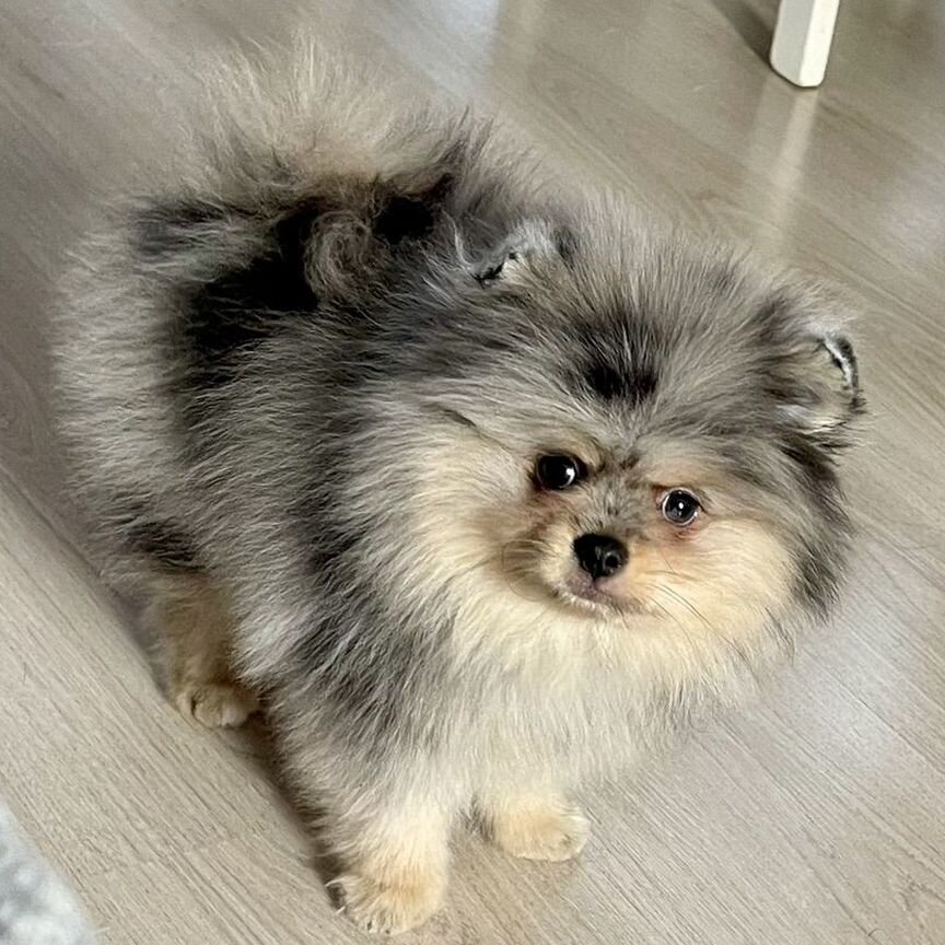 Померанский шпиц, щенок