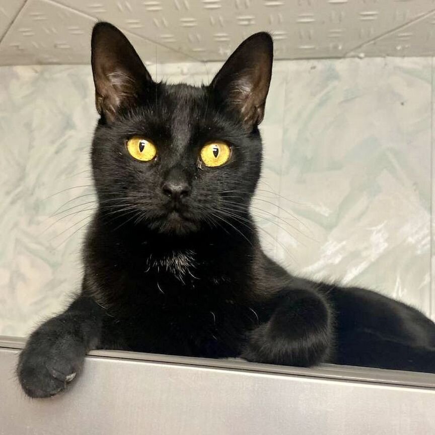 Взрослая кошка в добрые руки