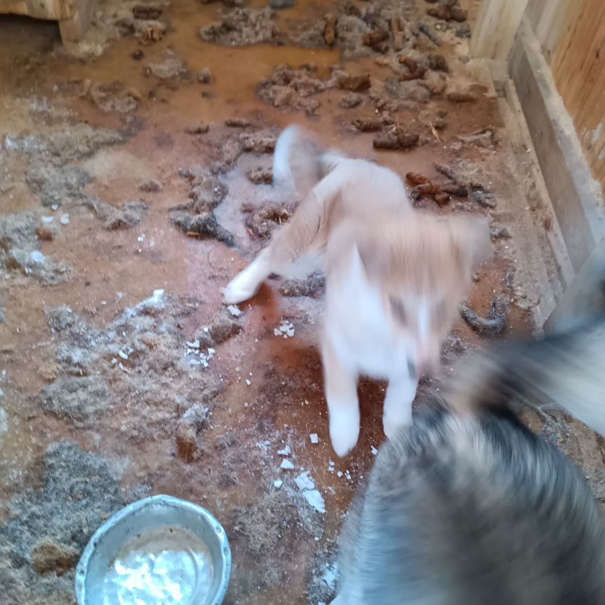 Отдам бесплатно лайку и щенка