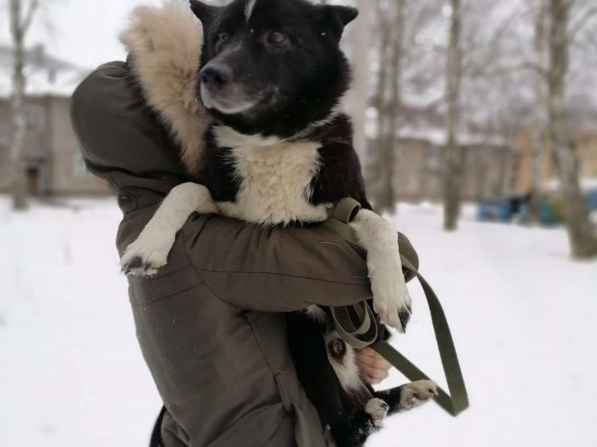 Сгорел Приют, собакам нужен дом.Даллас,лайка,добры