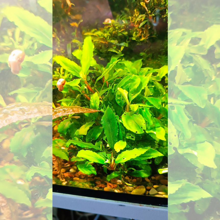 Аквариумные растения Буцефаландры