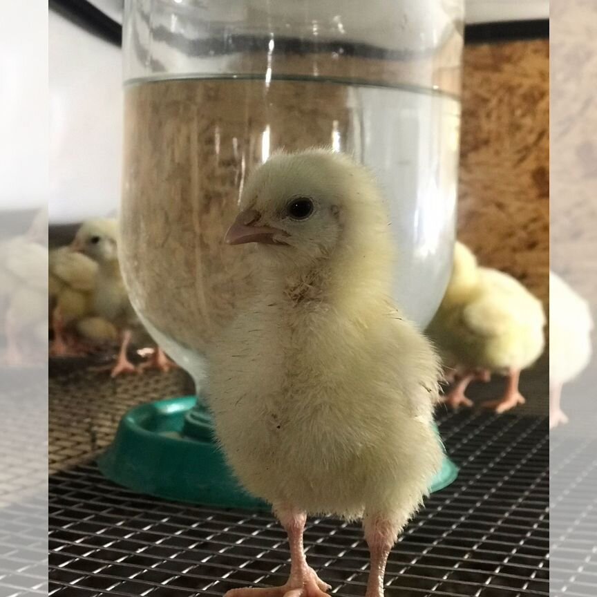 Цыплята бройлера