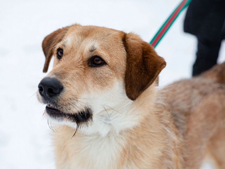Дружелюбный Стинг из приюта