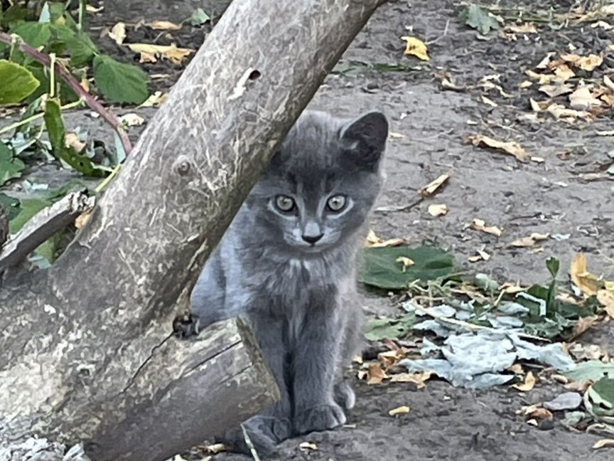 Котята в добрые руки бесплатно