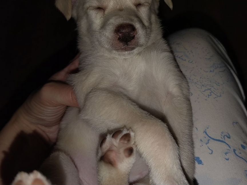 Маленькое чудо