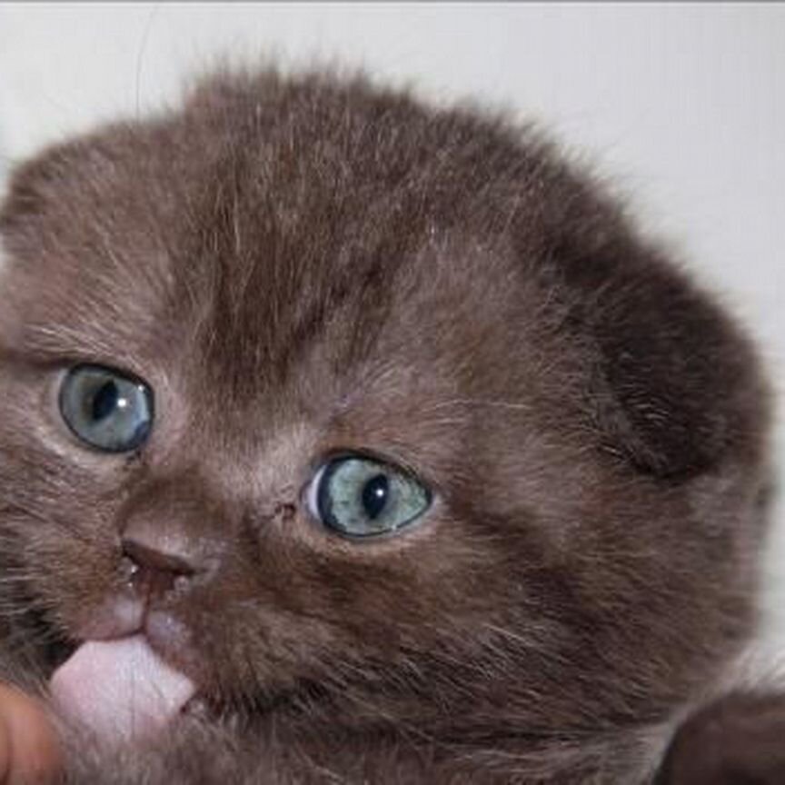 Британский короткошёрстный котёнок